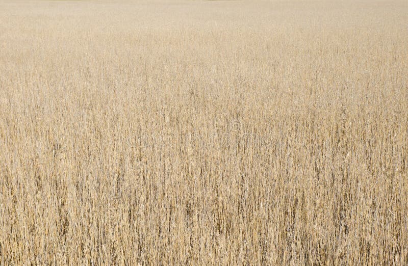Reed Texture Stock Photo - Image: 45132882