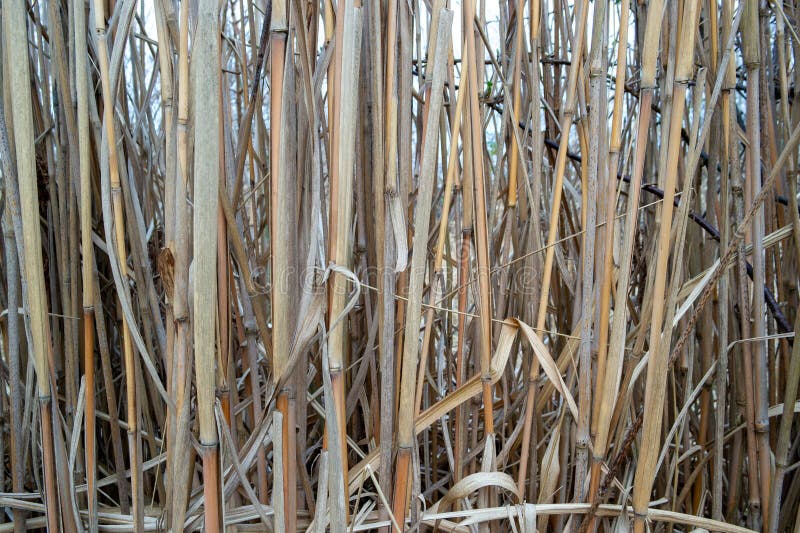 Reed texture in the garden stock photo. Image of wood - 310586112