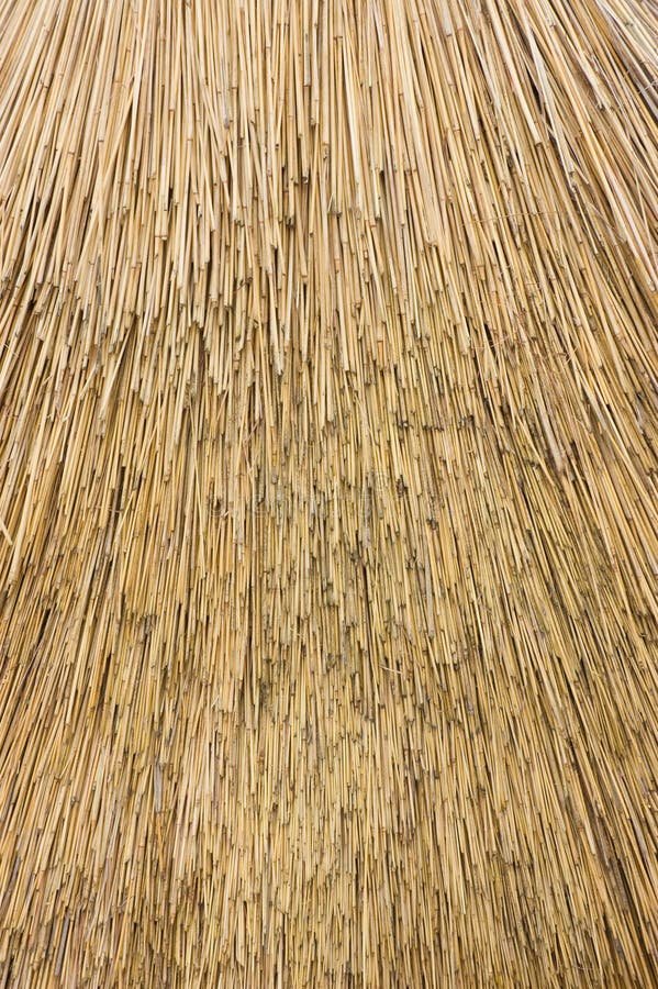 Reed Thatch stock image. Image of natural, bundle, straw - 2953325