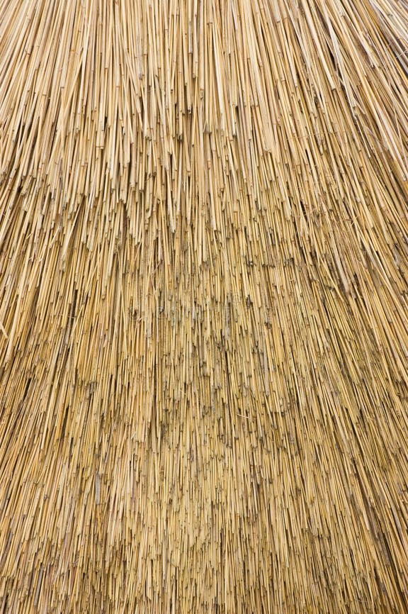 Reed Thatch stock image. Image of natural, bundle, straw - 2953325