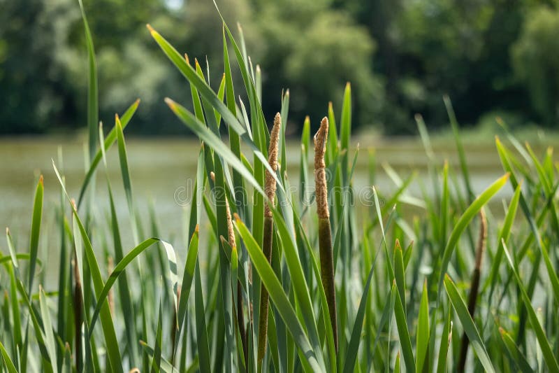 Reed Thickets in Front of the River Stock Image - Image of grass, leaf ...