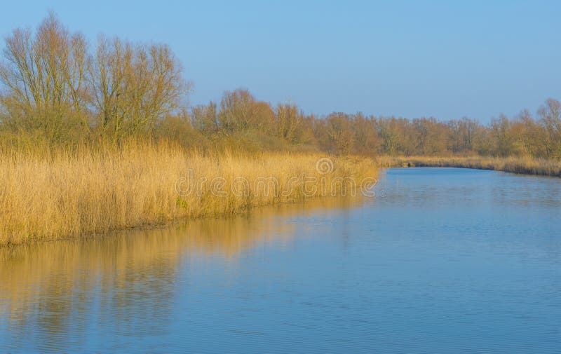 Reed and Trees Along the Edge of a River in Bright Sunlight in Winter ...