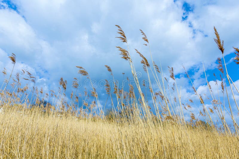 Reed under cloudy sky stock image. Image of brown, cloud - 47937017