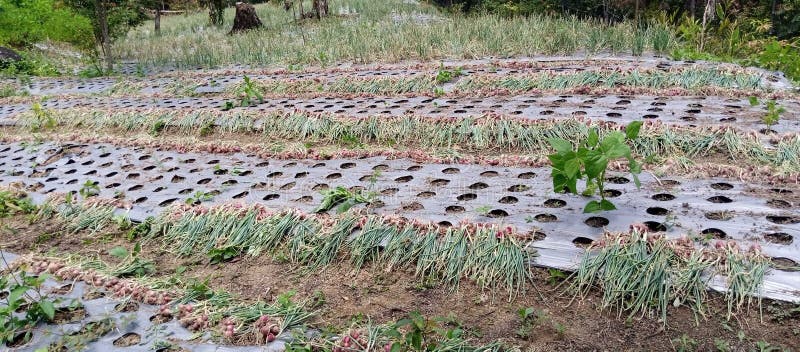 Reed union finally stock image. Image of union, garden - 359912151