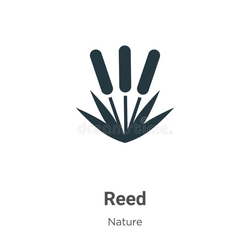 Reed vector illustration. stock vector. Illustration of marsh - 71738102