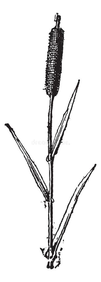 Reed, vintage engraving editorial photo. Illustration of vintage ...