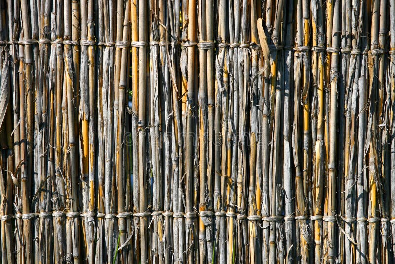 Reed wall stock image. Image of bundle, material, rough - 5986283