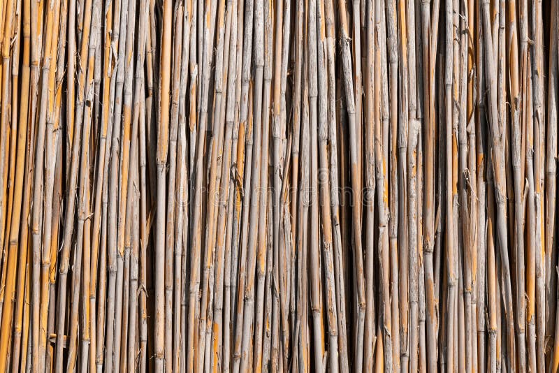 Reed Wall Texture stock photo. Image of garden, outdoor - 138932234
