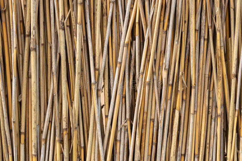 Reed Wall for Ecological Spaces, Texture Stock Image - Image of village ...