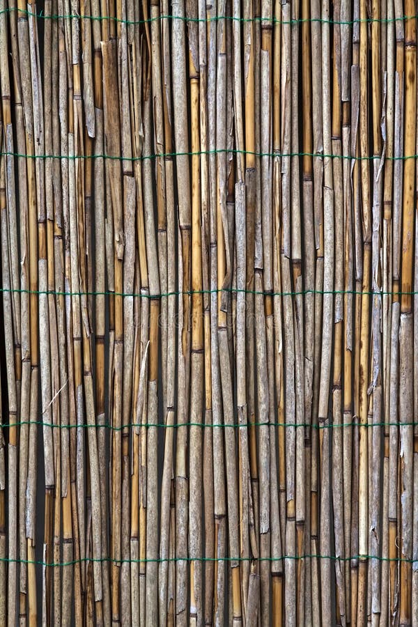 Reed wall stock photo. Image of architecture, climate - 50167368
