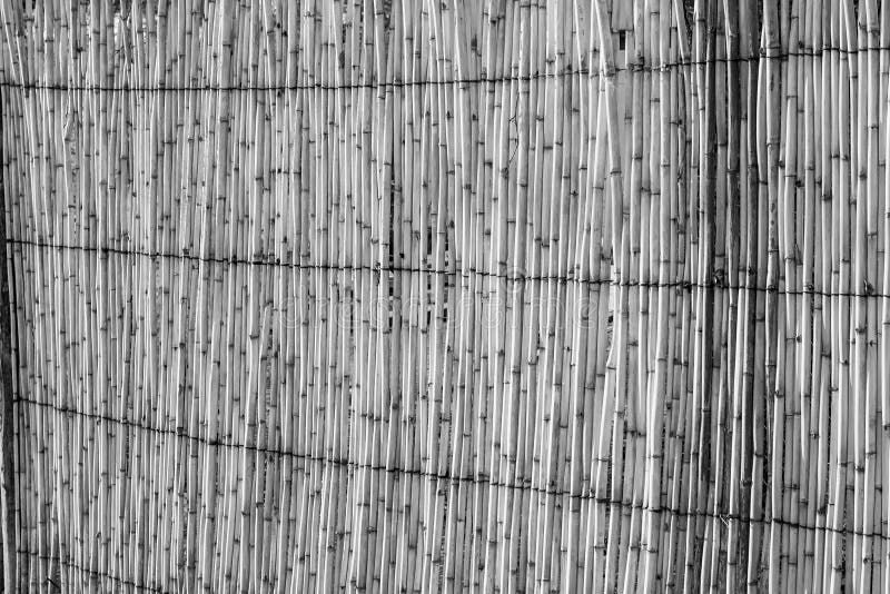 Reed Wall in the Last Rays of the Setting Sun. Monochrome Stock Image ...