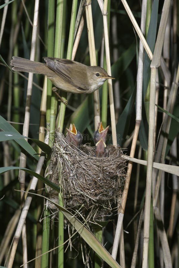 Reed Warbler, Acrocephalus Scirpaceus, Stock Image - Image of british ...