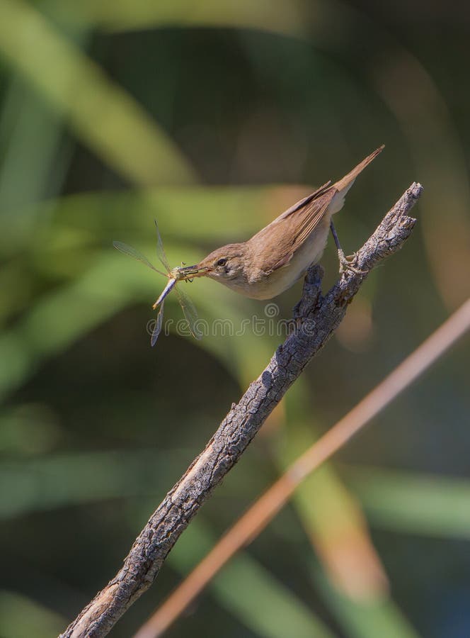 La Libellule Chasse Des Insectes Image stock - Image du étang ...