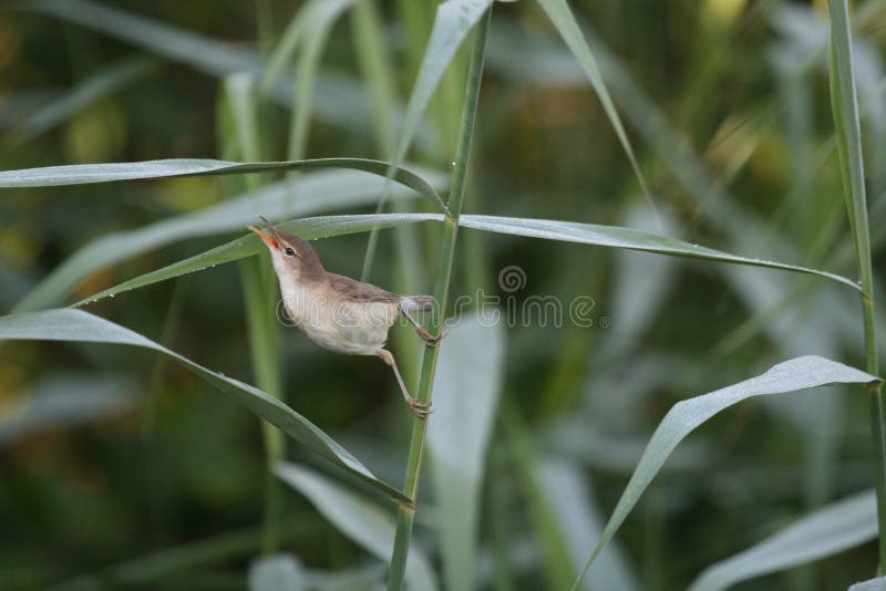 Baya Weaver Bird, Natural, Nature, Wallpaper Stock Photo - Image of ...