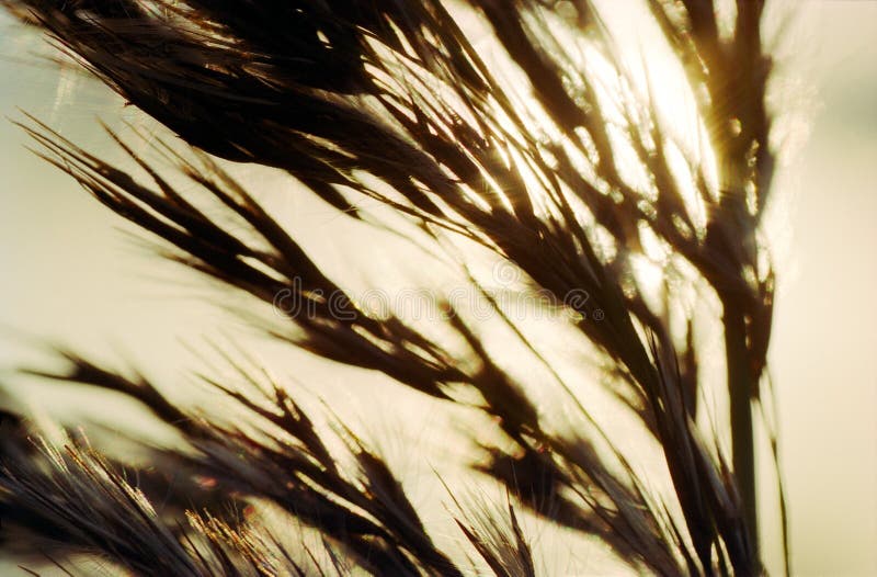 Reed in warm sunlight stock photo. Image of miscanthus - 194709376