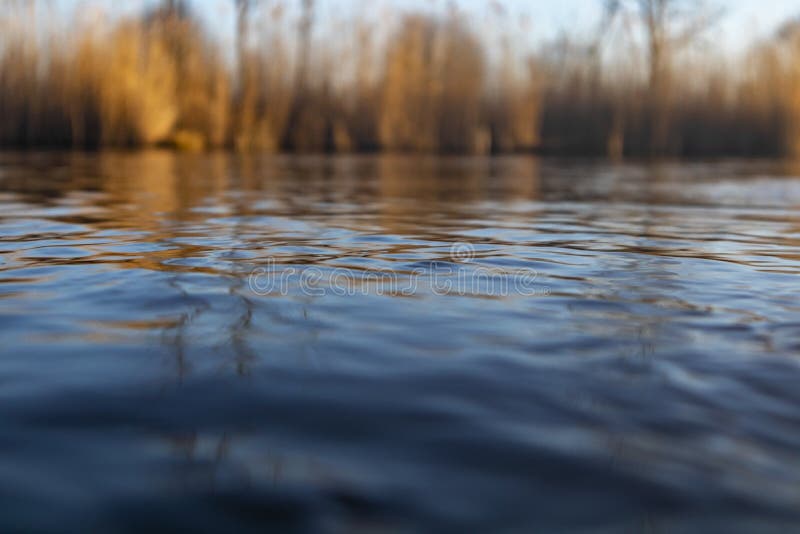 Reed at the water edge stock photo. Image of plant, nature - 212030676