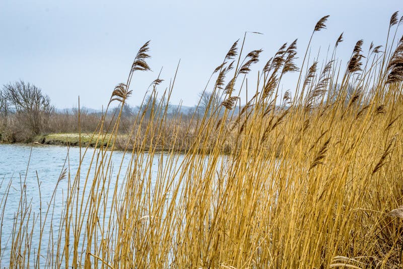 Reed in water, Holland stock image. Image of blue, nature - 68113583