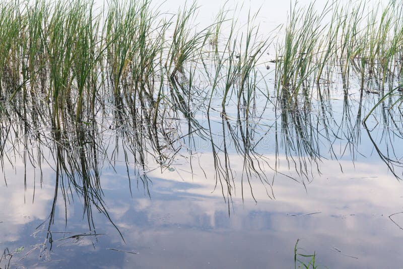 Reed in the Water and Its Reflection in the Bay of the Sok Rive Stock ...