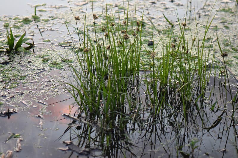 Reed in the Water with Reflection of Reeds on the Surface Stock Photo ...