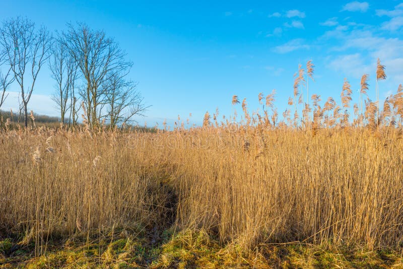 Reed in a wetland field stock image. Image of winter - 84234653
