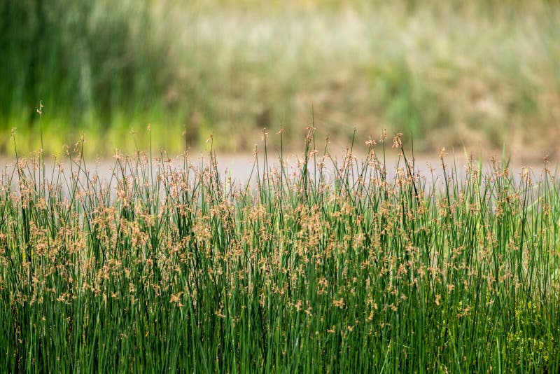 Reed at wetland stock image. Image of sunlight, marsh - 97843503