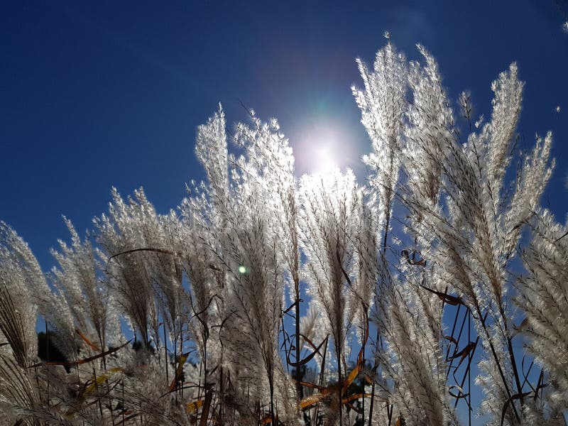 Reed Flowers in Full Bloom on Sky Background Closeup Giant Reed Stock ...