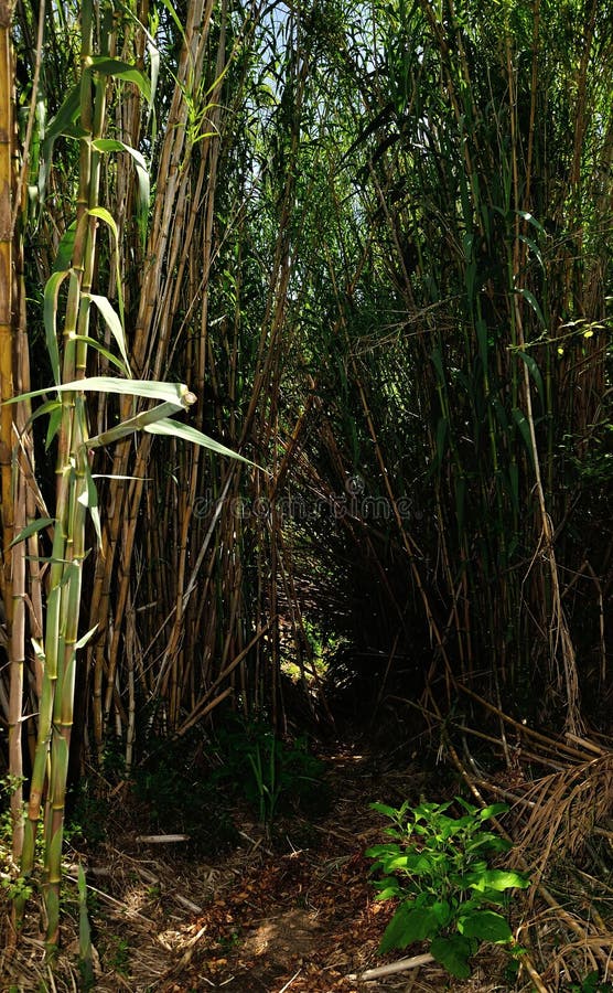 Reeds in wild nature path stock photo. Image of boat - 95258084