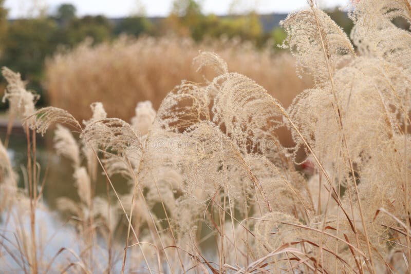 Reed in the Wind ,Reed Flowers Stock Image - Image of beautiful, fall ...