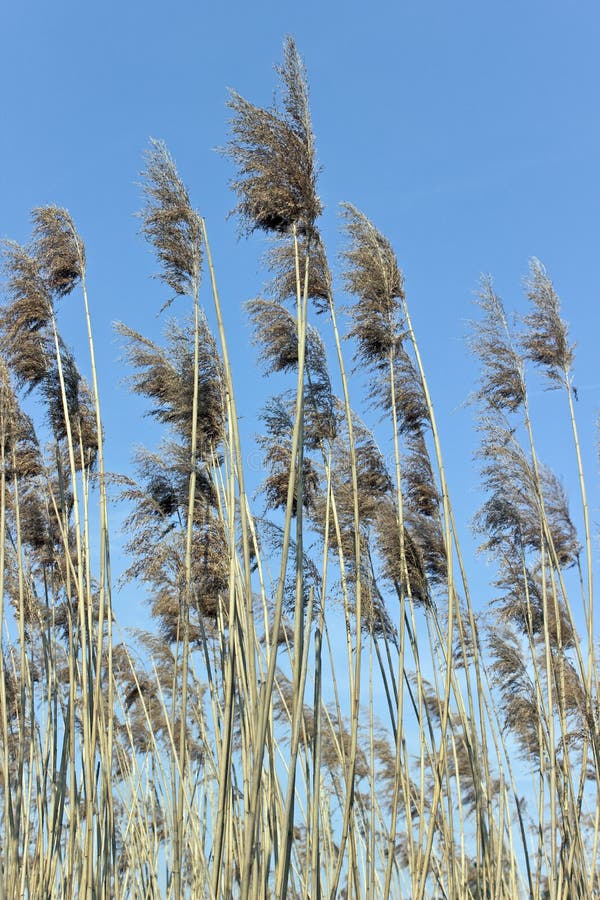 Reed on wind stock image. Image of beautiful, shore, blue - 39619441