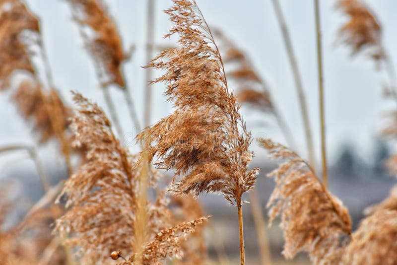 Reed stock image. Image of flora, season, photgraphy - 111982937