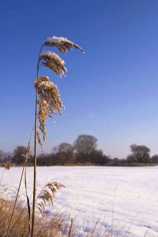 Reed in winter stock image. Image of seasonal, germany - 12810575