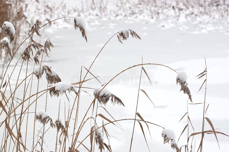 Reed in Winter - RAW Format Stock Photo - Image of winter, rush: 83699220
