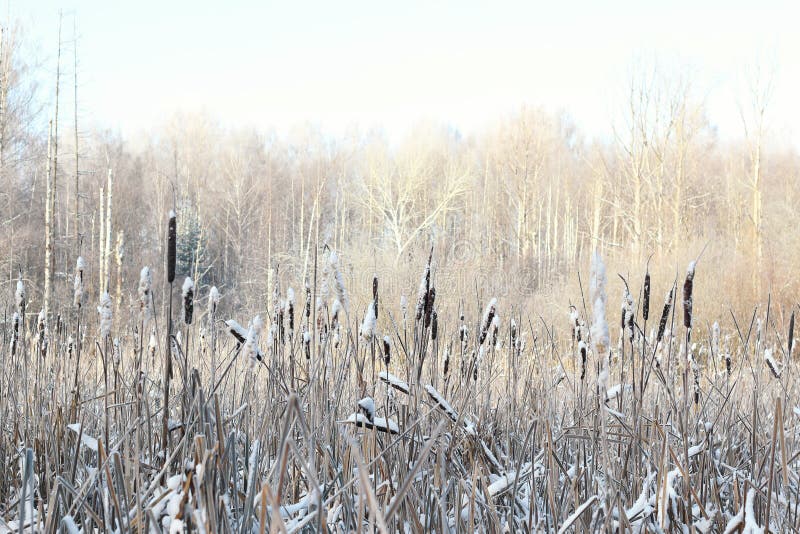 Reed winter forest stock photo. Image of organic, design - 110241522