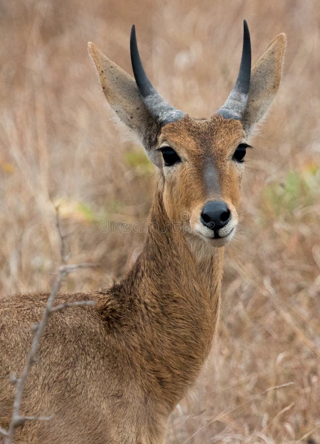 Rietbok De Reedbuck Meridional O Reedbuck Común Foto de archivo ...