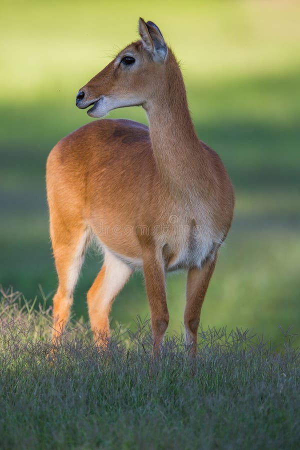 Deer in the wild stock image. Image of animals, nature - 72120291