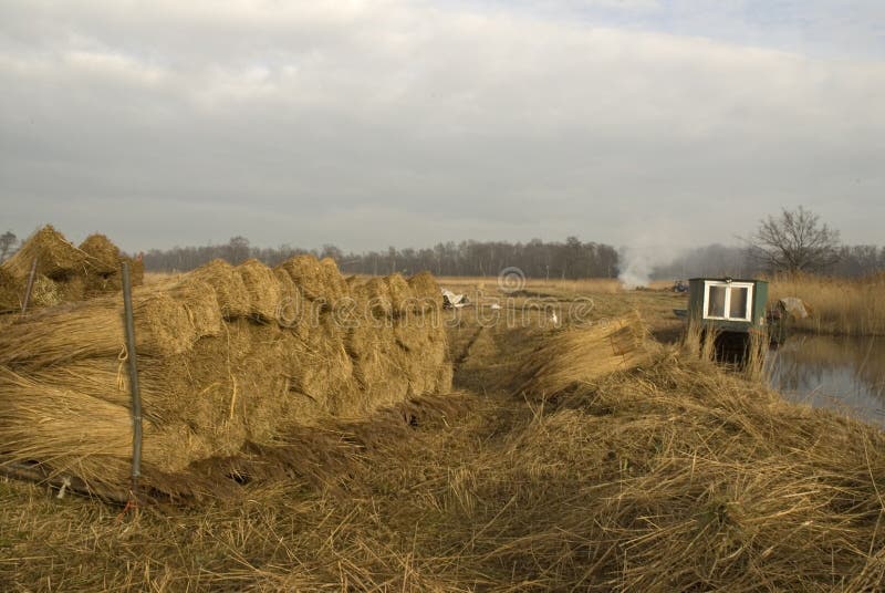 Reedbundles, Rietbundels stock photo. Image of reed - 129029180