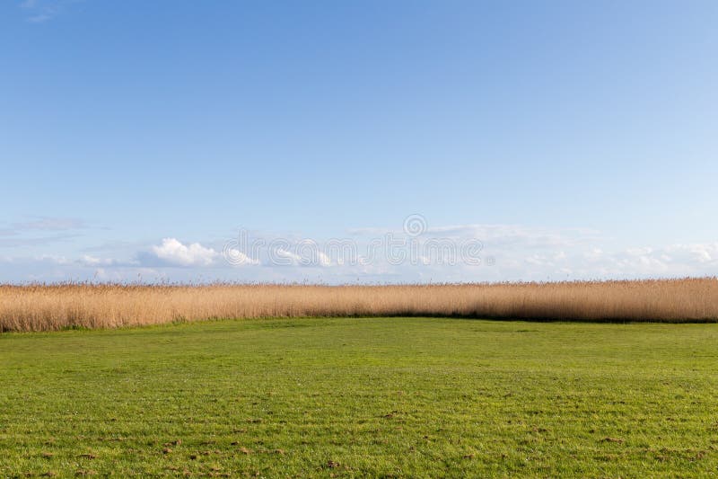 Reedgrass at the Backwater of the Baltic Sea Under Blue Sky As Nature ...