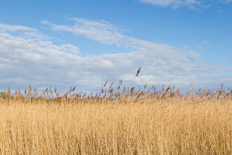 Reedgrass at the Backwater of the Baltic Sea Under Blue Sky As Nature ...