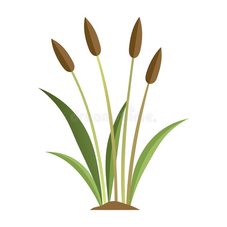 Reedmace Stock Illustrations – 257 Reedmace Stock Illustrations ...