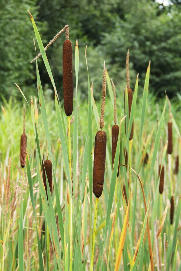 Reedmace plants stock photo. Image of water, reedmace - 120284864
