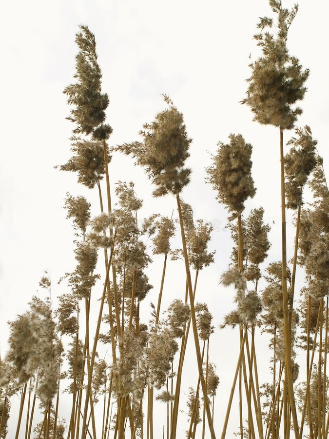 Wetland Reeds stock image. Image of blue, reeds, salt, looking - 631733