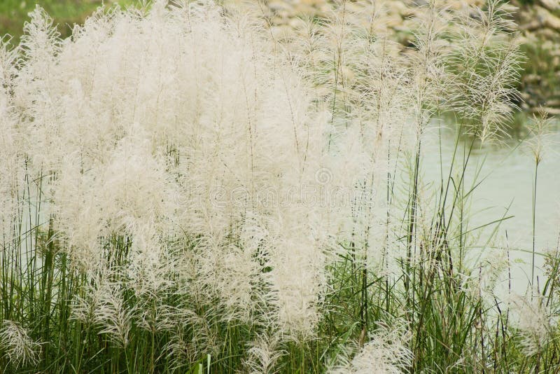 Reeds stock image. Image of landscapes, water, flourishing - 11144569