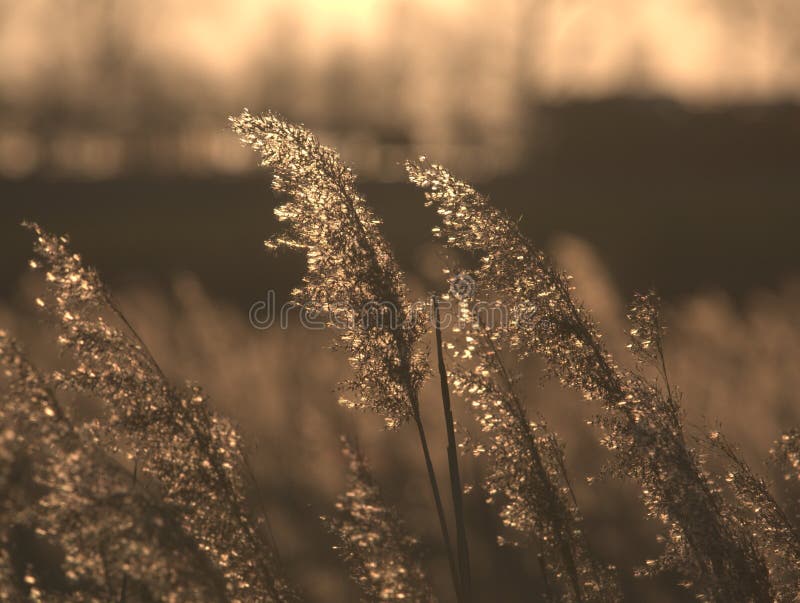 Reeds stock image. Image of leaves, reservoir, sunset - 14358271