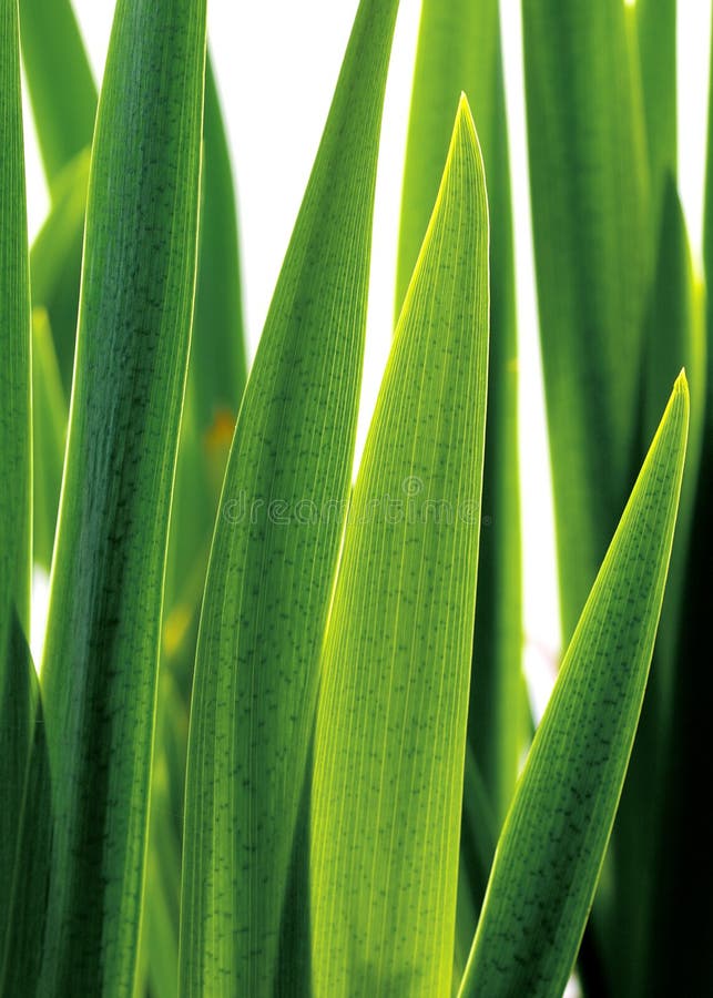 Reeds stock image. Image of blade, reed, plant, spring - 14520441