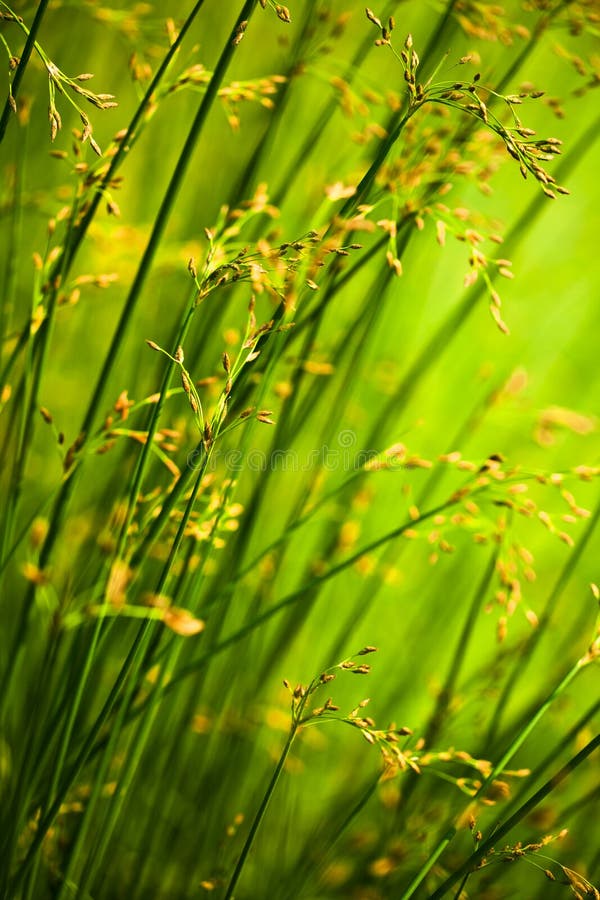 Reeds stock image. Image of landscape, grow, leaf, greenery - 14638741