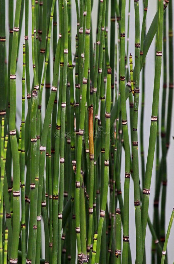 Reeds stock image. Image of natural, bush, design, outdoor - 16413027
