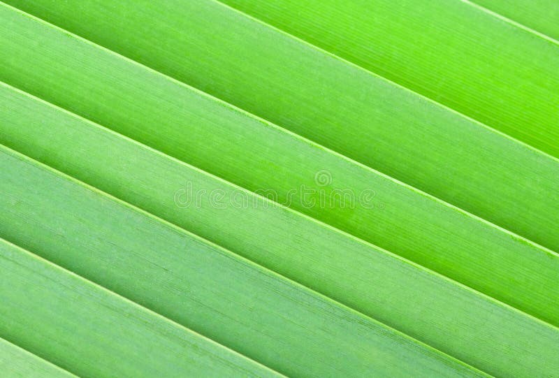Reeds stock image. Image of bast, macro, bamboo, design - 19999989