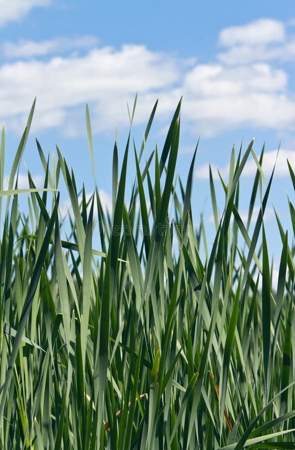 Ground-level view of grass stock photo. Image of perspective - 2293562