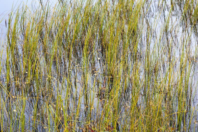 Reeds stock image. Image of river, urban, colorful, outdoor - 25502789