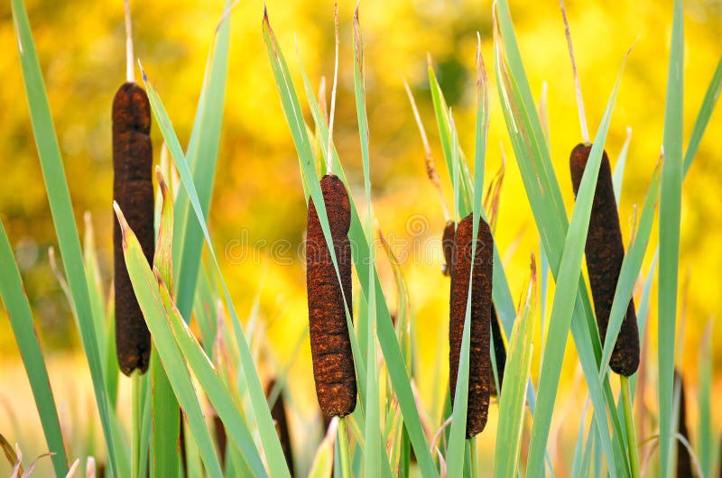 Cattails stock photo. Image of flora, flower, close, plant - 10706440